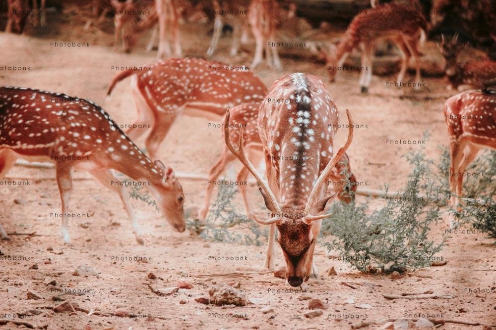 Wild animals of Jharkhand
